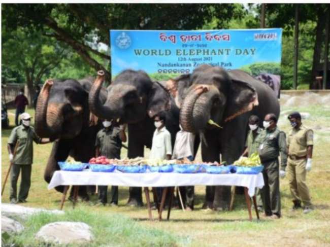 World Elephant Day 2021: नन्दनकानन प्राणि उद्यान में हाथियों का सम्‍मान, सुरक्षा को लेकर जताई गई ...