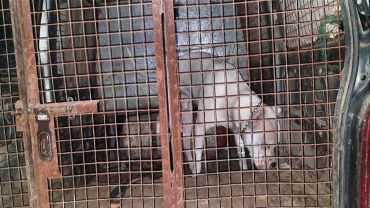 महिला पर हमला करने वाले पिटबुल को निगम के शेल्टर होम भेजा - The pitbull ...
