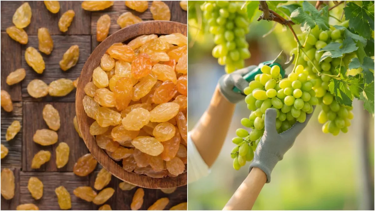 Grapes vs Raisins: क्या भिगोई हुई किशमिश ताज़ा अंगूर से ज़्यादा ...
