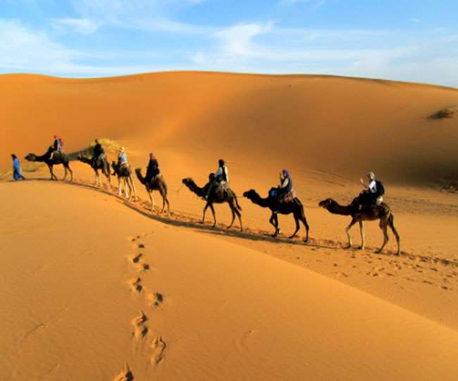 खत्म होने के कगार पर राजस्थान का जहाज ऊंट लगातार कम हो रही संख्या ...