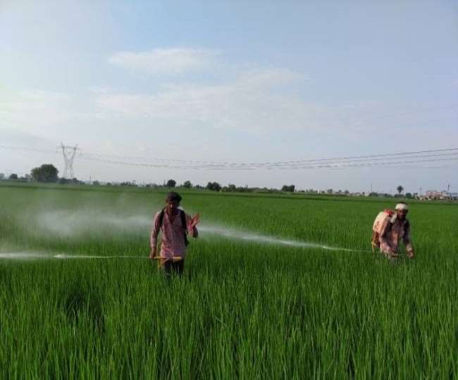 Paddy Farmers Alert: यूपी में धान की फसल पर कीटों का हमला, विशेषज्ञों ...