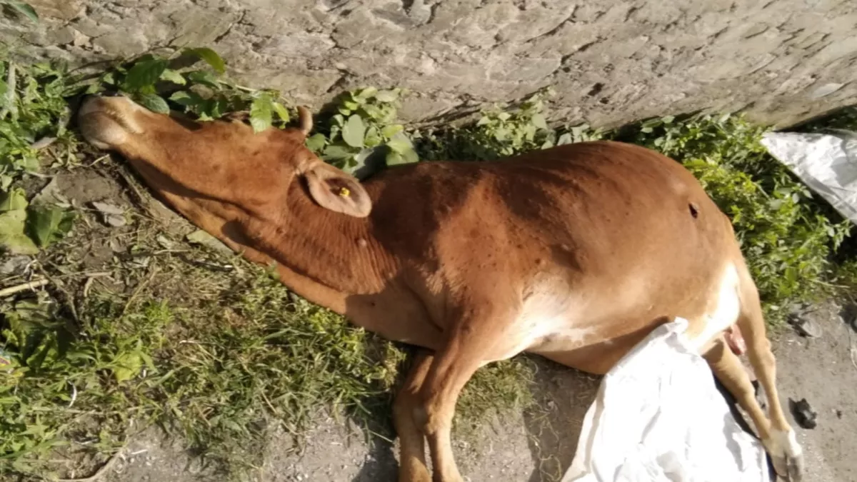 Lampi Virus:सिरमौर के सतौन में लंपी वायरस की चपेट में आने से 3 गायों ने ...