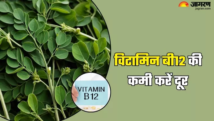 Moringa Leaves Benefits: Vitamin B12 की कमी को तुरंत दूर करेंगी ये हरी ...