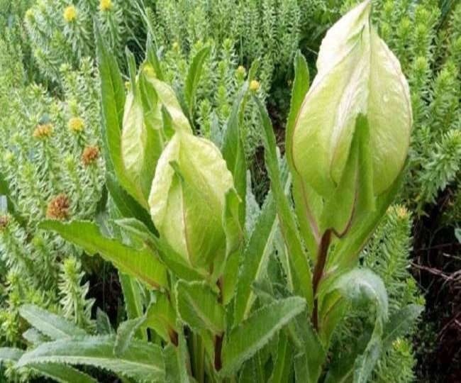 देखें- साल में सिर्फ एक बार खिलने वाले ब्रह्म कमल, जानिए इन फूलों की ...