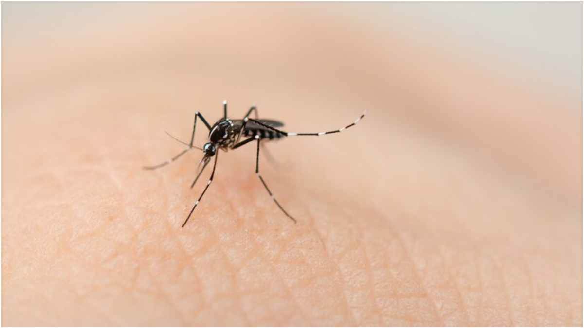 Dengue Mosquito: इस खास समय पर काटता है डेंगू का मच्छर, दिखने में होता ...