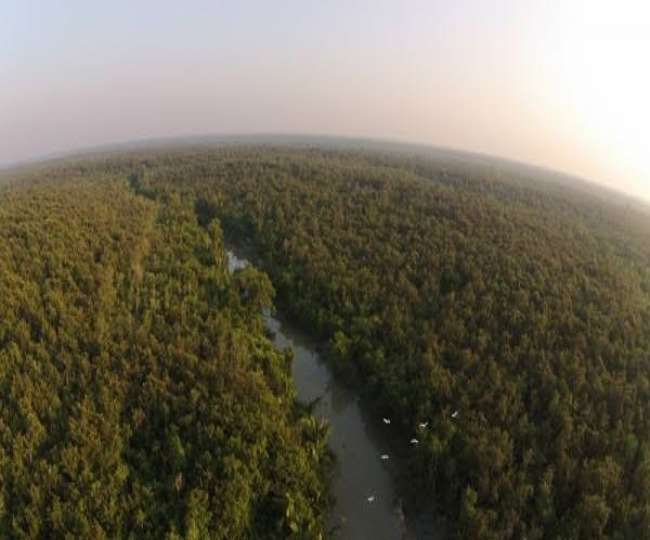 गुमनाम वनस्पतियों को अब मिलेगा नाम, एनबीआरआइ देशभर में चलाएगा अभियान ...