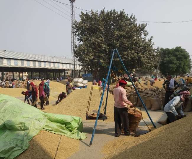 Paddy Price: हरियाणा में धान के भाव बढ़े, 1121 की कीमत 3600 पार, जानिए ...