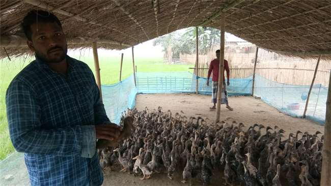 कटिहार : बत्तख पालन को बनाया रोजगार का जरिया, बेहतर आमदनी की उम्मीद ...