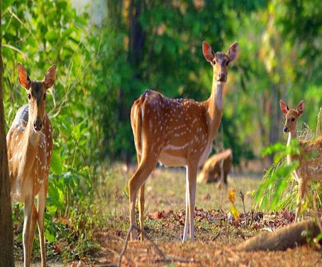 अस्कोट वन्यजीव अभयारण्य के ईको सेंसिटिव जोन की अधिसूचना जारी, प्रदेश का ...