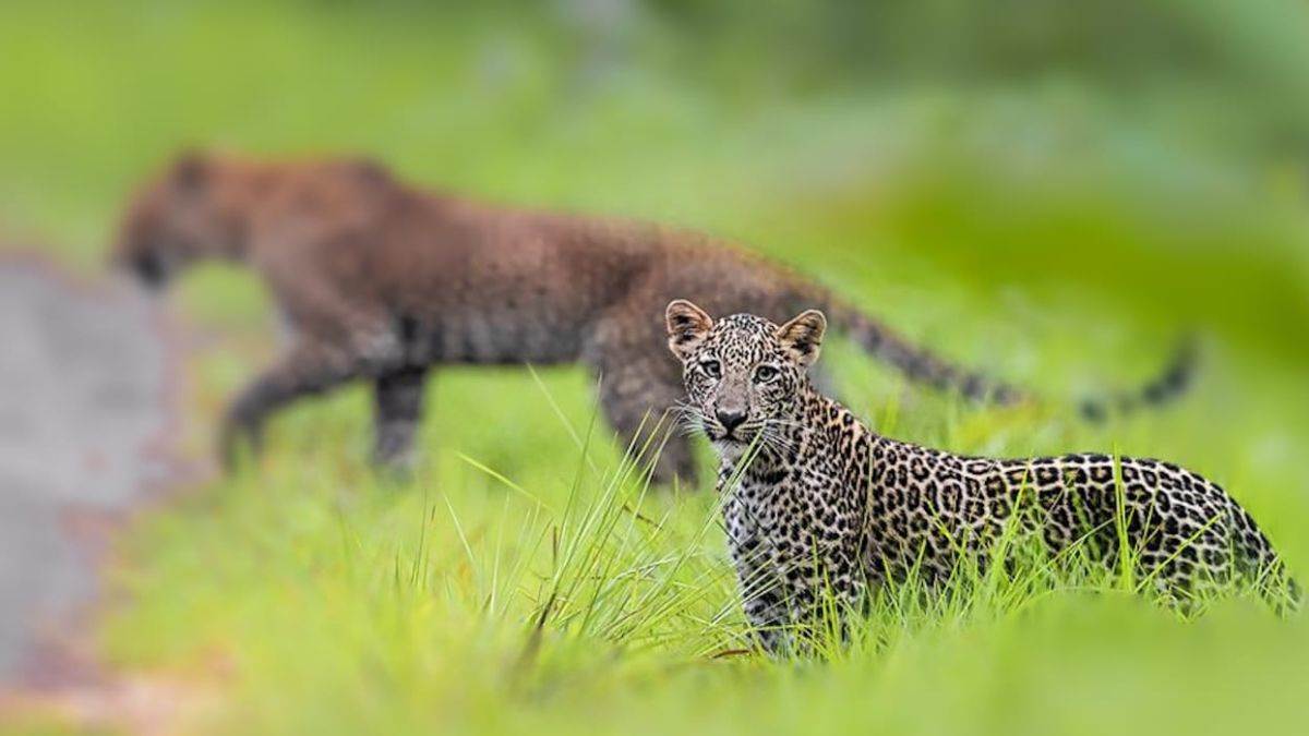 Bijnor News: जंगल से खेतों में पहुंचे गुलदार, वन विभाग ने लगाए सारे ...