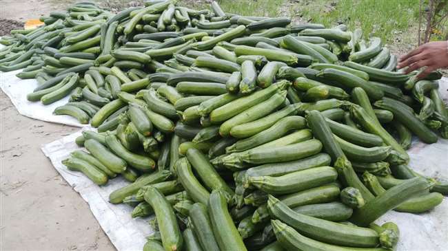 जुगनू की खेती से मालामाल हो रहे किसान, आप भी अपनाएं ये तरीका Rampur ...