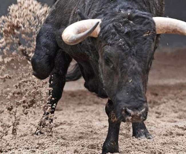 पागल सांढ़ का आतंक... अपने-अपने घर में कैद हैं पूरे गांव के लोग, 12 से ...