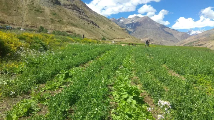 Natural Farming in Mandi: अब प्राकृतिक खेती ही करेंगे जनजातीय क्षेत्र ...