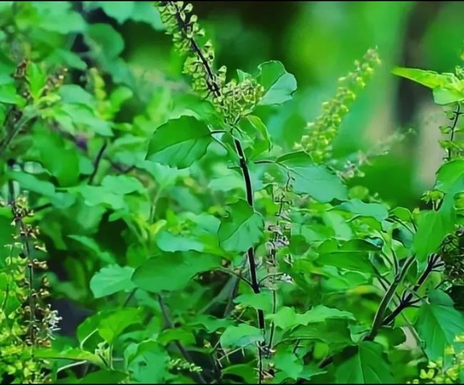 Tulsi Tips: तुलसी के पत्ते तोड़ते समय इन नियमों का करें पालन, जीवन में ...