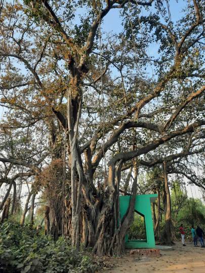 सैकड़ों साल पुराना वट वृक्ष विरासत घोषित - Hundred years old Vat tree ...