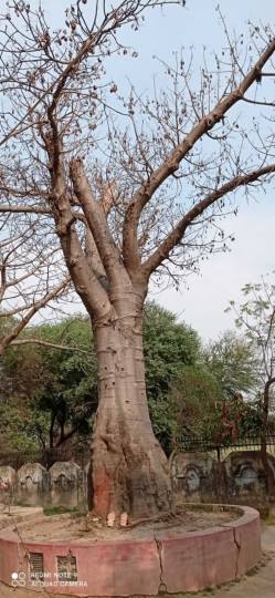 देवरहा बाबा आश्रम के पारिजात सहित पांच विरासत वृक्ष घोषित - Five ...