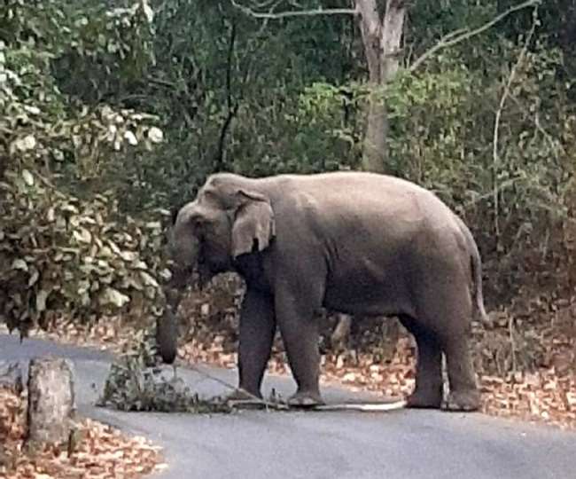 अब खदरी पहुंचा एक दांत वाला हाथी, किसानों की फसल रौंदी - Now a tusk ...