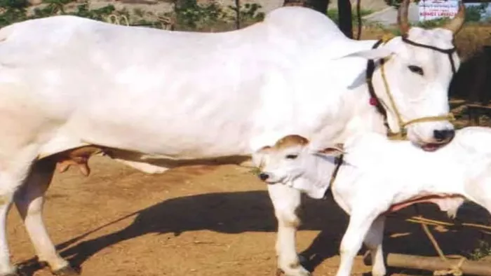 Samalkha News: 43 प्रांतों में चल रहे हैं गो सेवा गतिविधि के कार्य ...