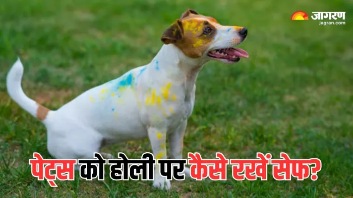 Pet Friendly Holi 2025: इस बार मनाएं पेट-फ्रेंडली होली, इन तरीकों से ...