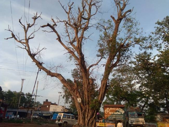 सूखे पेड़ बने जान के लिए खतरा