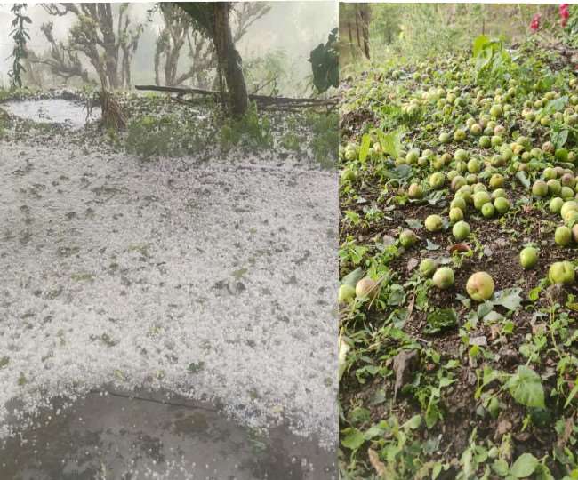 Hail Damage Crops: ओलावृष्‍टि‍ ने तबाह कर दी फलों की फसल, स्‍टोन फ्रूट ...