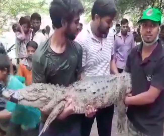 Crocodile: गुजरात के वडोदरा में सात फीट का मगरमच्छ पकड़ा - Seven feet ...