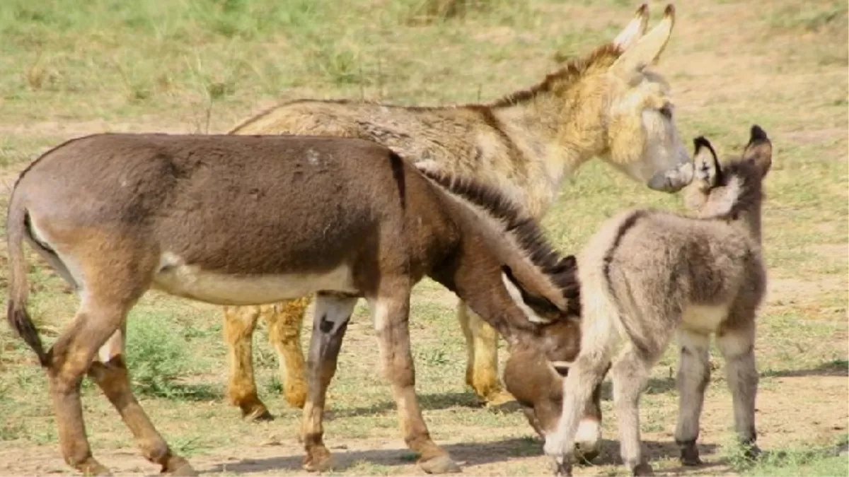 Karnataka: सॉफ्टवेयर कंपनी की नौकरी छोड़ खोला डंकी फार्म, 5 दिन में ही ...