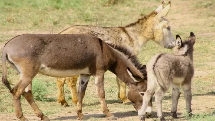 Karnataka: सॉफ्टवेयर कंपनी की नौकरी छोड़ खोला डंकी फार्म, 5 दिन में ही ...