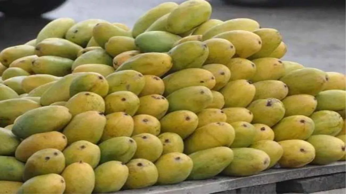 Mango Season: आम का सीजन, अब मिल रहा दशहरी आम का स्वाद, सफेदा की डिमांड ...