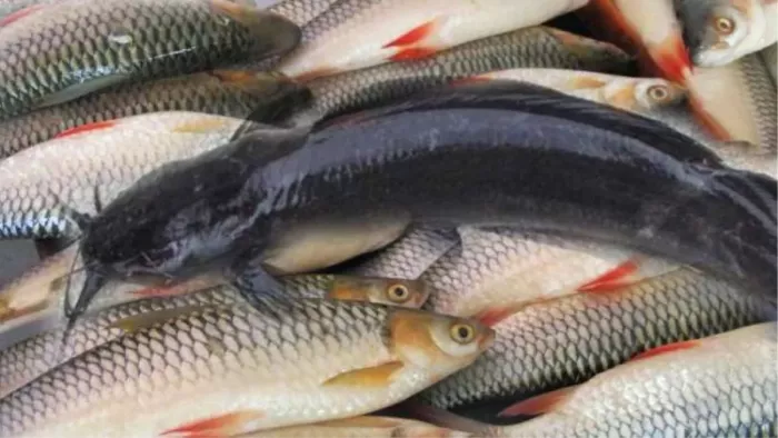 Bihar News: बिहार बना मछली उत्पादन का हब, बीते 20 सालों में तीन गुना ...