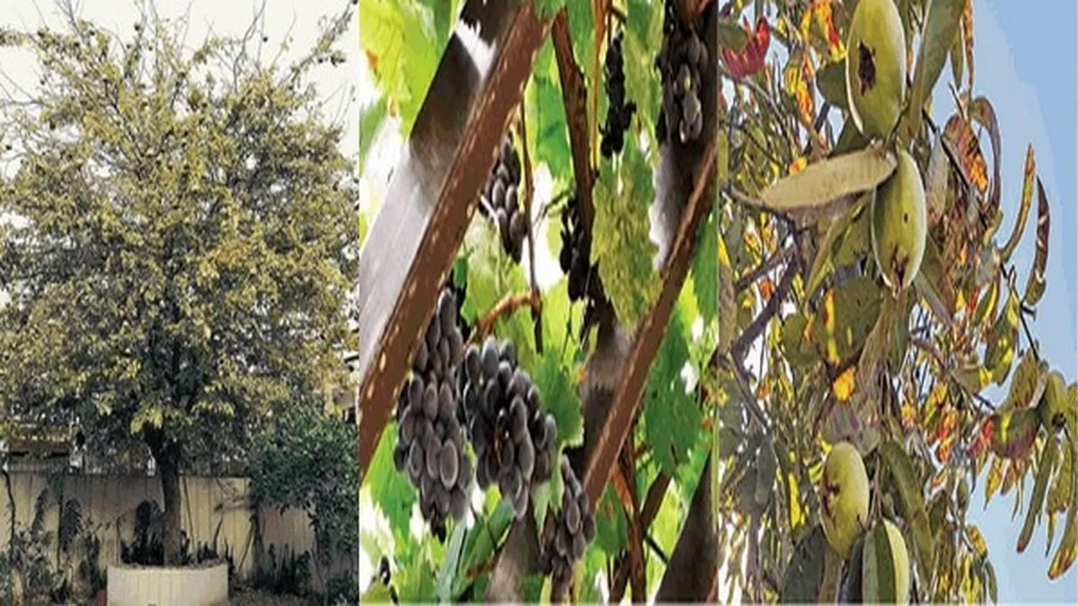 जालंधर में पिता के लगाए पेड़ों को संभाल रही बेटी व परिवार, बुजुर्गों की ...