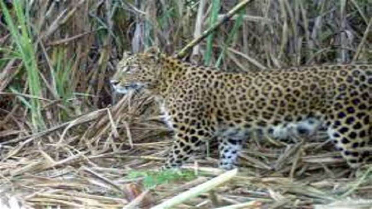 Guldar in Bijnor: बिजनौर में गुलदार के हमले में बाल-बाल बचा किसान ...