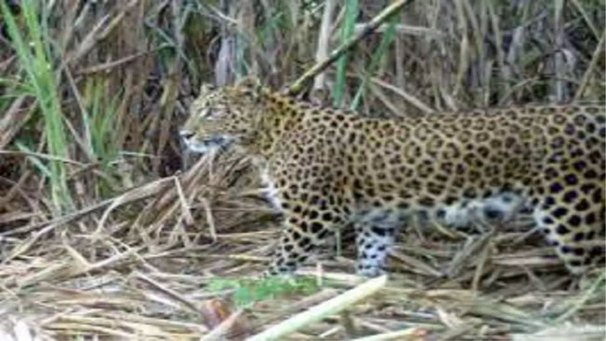 Guldar in Bijnor: बिजनौर में गुलदार के हमले में बाल-बाल बचा किसान ...