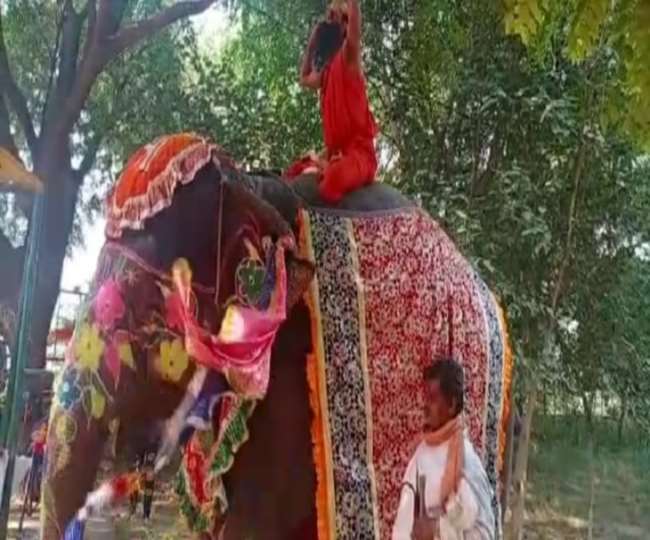 Baba Ramdev: हाथी से नीचे गिरे योग गुरु बाबा रामदेव, देखने वालों की ...