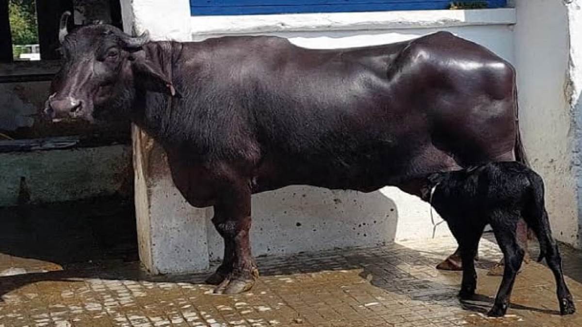 करनाल की NDRI में क्लोन मादा भैंस गरिमा द्वितीय फिर बनी मां, सातवें ...