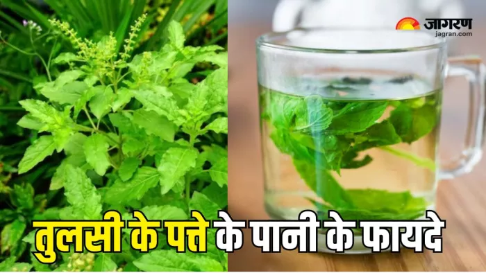 Tulsi Water Benefits: रोजाना तुलसी का पानी पीने से दूर होंगी कई समस्या, इसे बनाना भी है बहुत ...