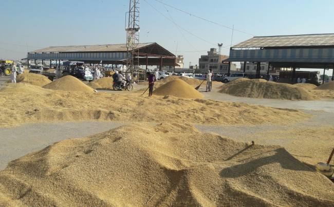 बरवाला कस्बे की अनाजमंडी में फर्जीवाड़ा - Fraud in the grain market of ...