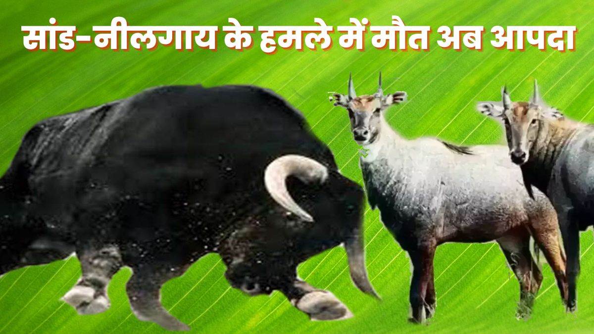 अब सांड के हमले से मौत होने पर भी सरकार करेगी मदद, आवेदन करने पर ...