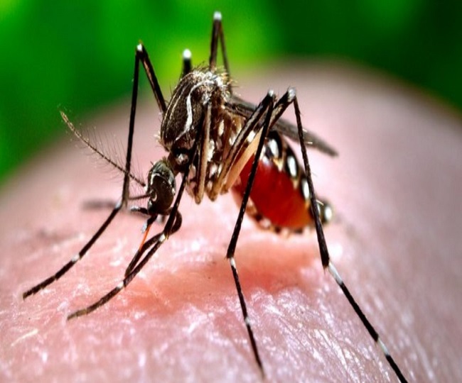 Zika Virus: जीका वायरस क्या है, कैसे फैलता है और इससे बचाव के उपाय कौन ...