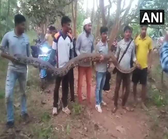 Odisha: होम पाइप के अंदर से निकले छह विशालकाय अजगर, ग्रामीणों में भय का ...