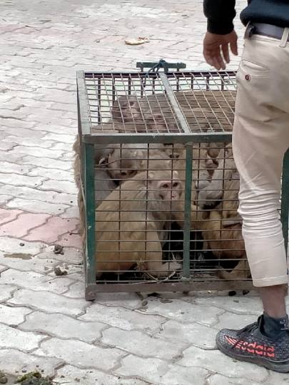 मथुरा से आई टीम ने 30 बंदरों को पकड़ा - The team from Mathura caught 30 ...