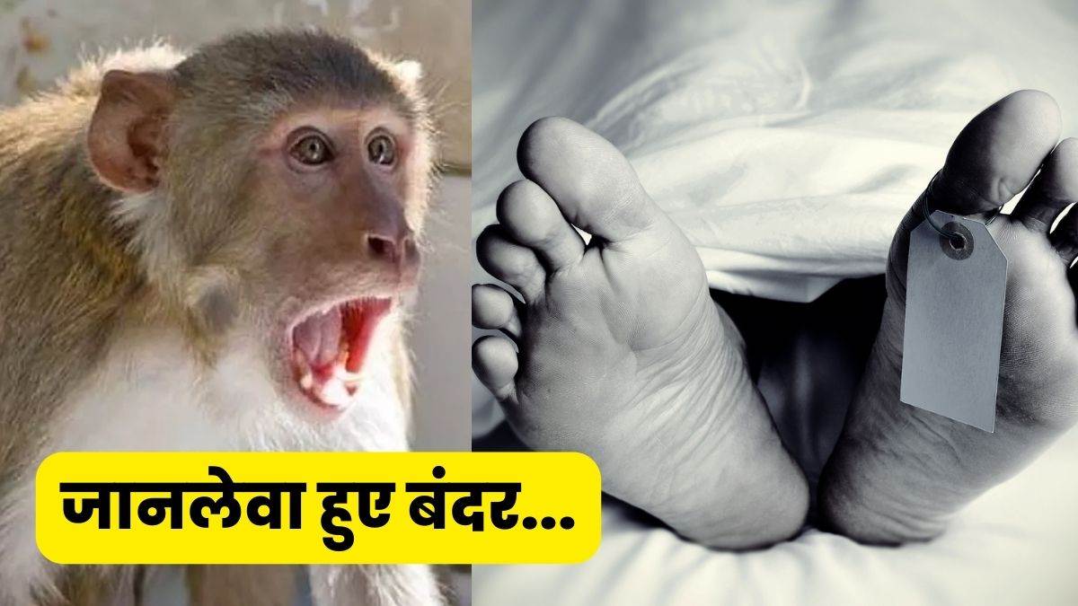 Monkey Attack : छत पर गए वृद्ध को बंदरों के झुंड ने दौड़ाया, नीचे गिरकर ...