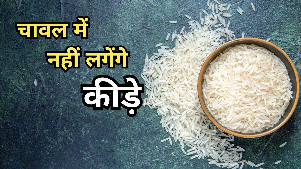 How To Store Rice: सबकुछ करके देख लिया फिर भी चावल में लग जाते हैं ...