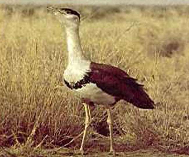 Great Indian Bustard: राजस्थान के राज्य पक्षी गोडावण ने तलाशा नया ...
