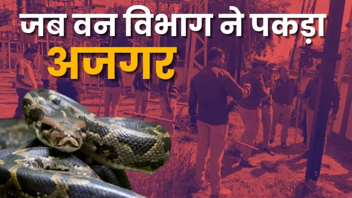 घूम रहे कई अजगर! एक को पकड़ा तो लंबाई देखते ही लोगों के उड़े होश, इनाम देने की भी घोषणा - Many ...