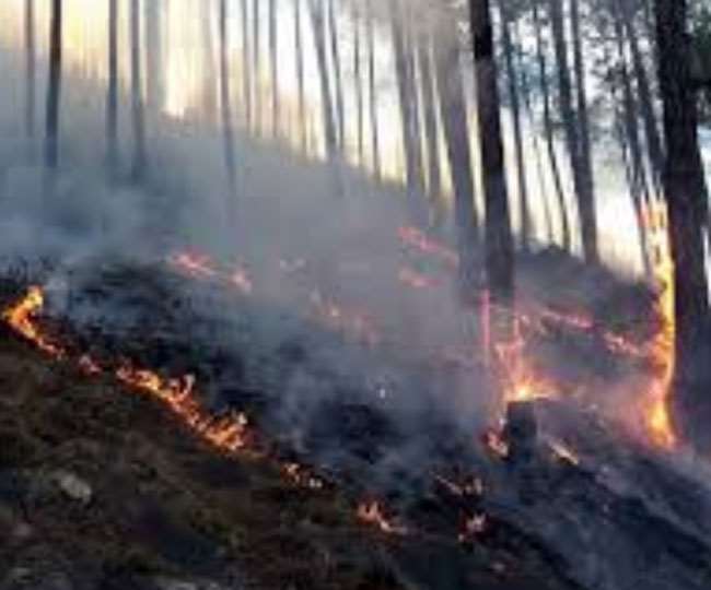 जंगल की आग में कीट-पतंगों की क्षति का भी होगा आकलन - Damage of insect ...
