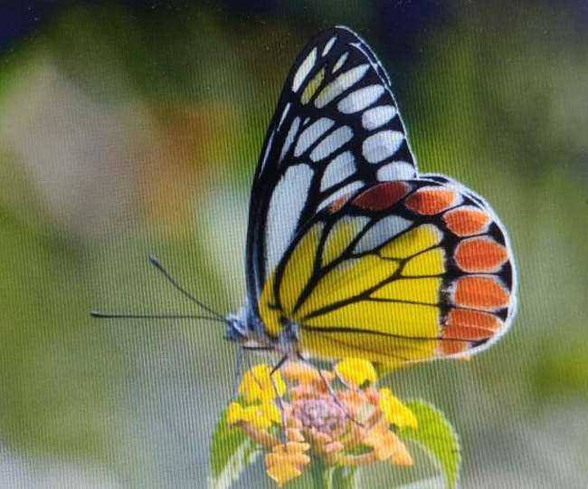 World Butterfly Day कोल्हान के जंगलों में बसती है तितलियों की रंगबिरंगी ...