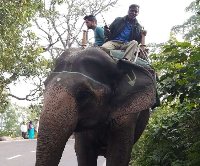 महावत शरीफ का हाथिनी आशा के साथ अनोखा रिश्ता, रिटायरमेंट के बाद भी नहीं ...