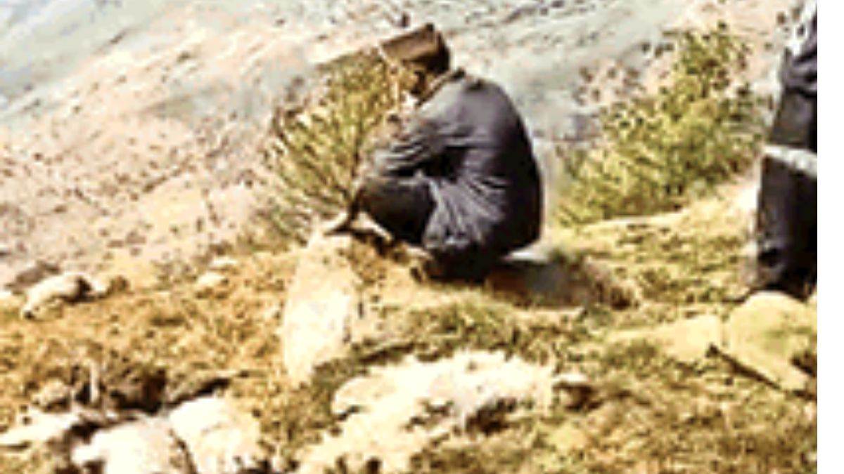 Shimla News: रामपुर के राहनुधार में बिजली गिरने से 32 भेड़-बकरियां मरीं ...