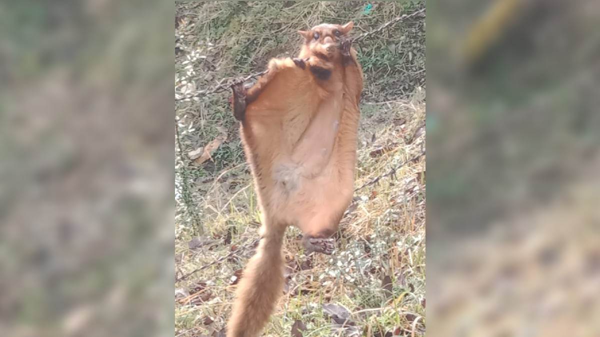 सोमेश्वर में दिखाई दी लुप्त होती वूली गिलहरी, कांटों वाले तार में फंसी ...